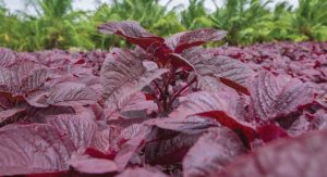 Top 10 Amazing Red Spinach Benefits | Arjuna Natural