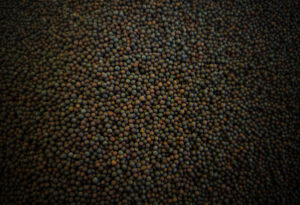 black mustard seed extract - Health Benefits, Uses and Key Facts